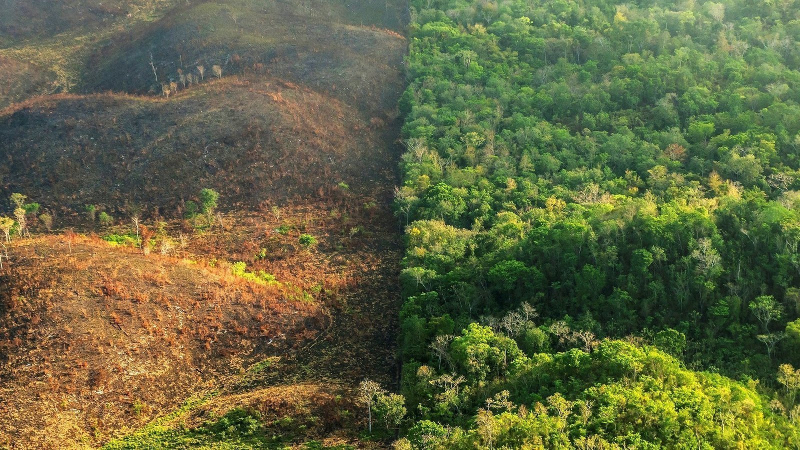 Petition · Rainforests Are In Danger - United States · Change.org