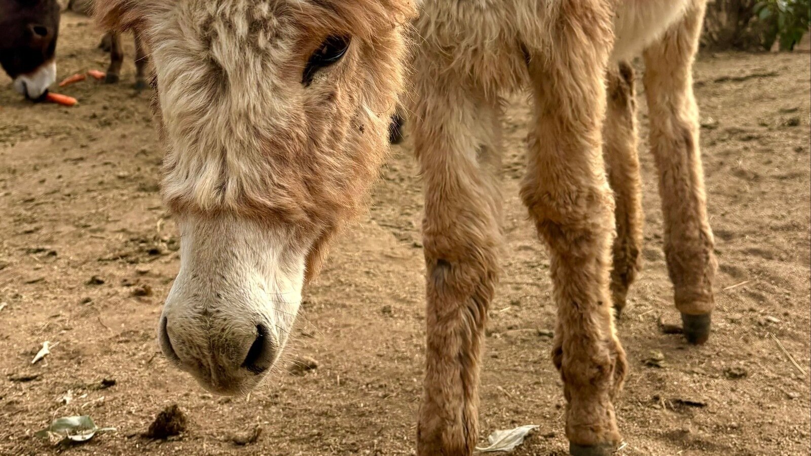Petition · Bring Tiny Red’s Mom and all other Donkeys Home - United ...