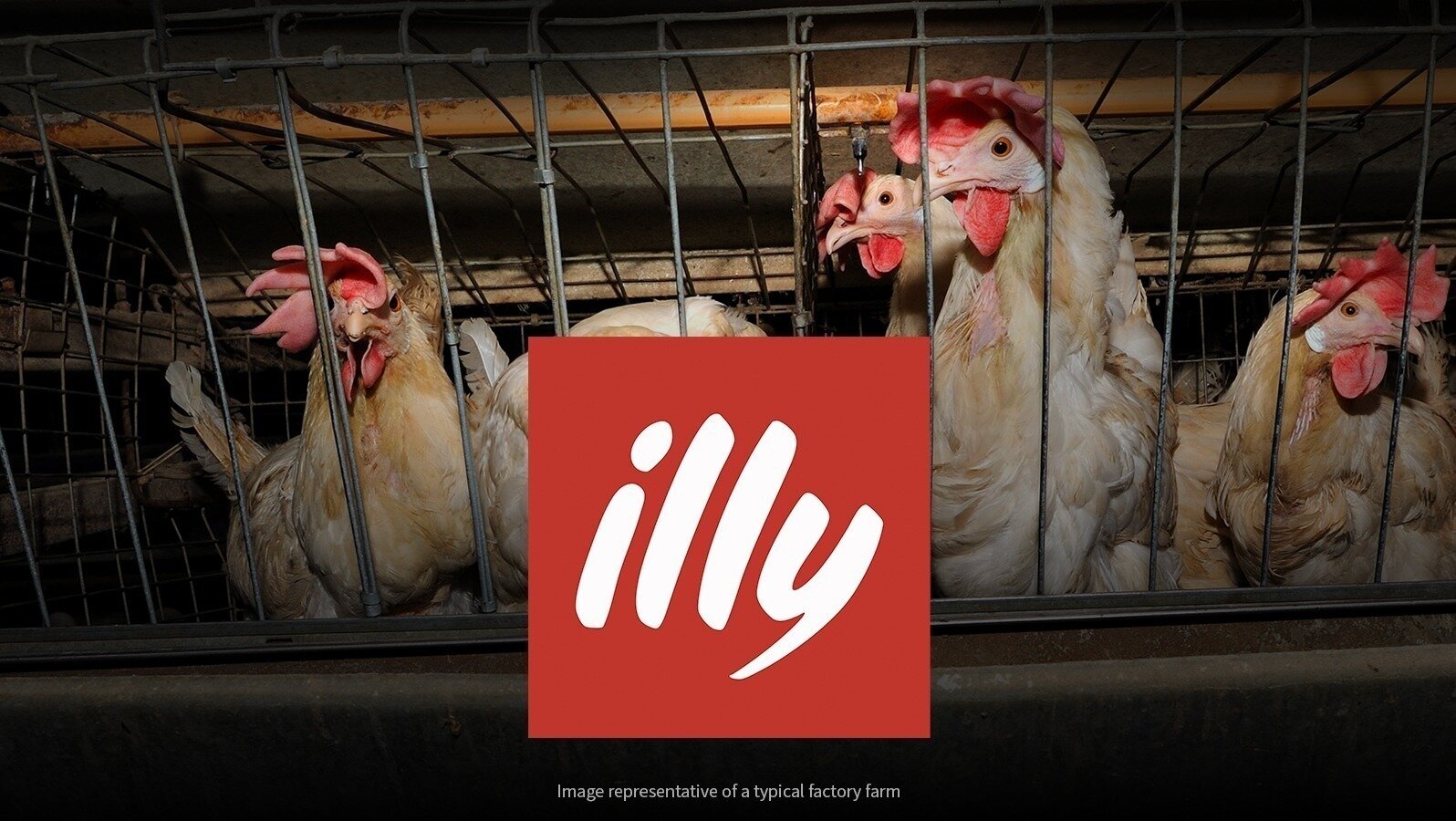 Petition · Stop Animal Cruelty: Demand Accountability from illy ...