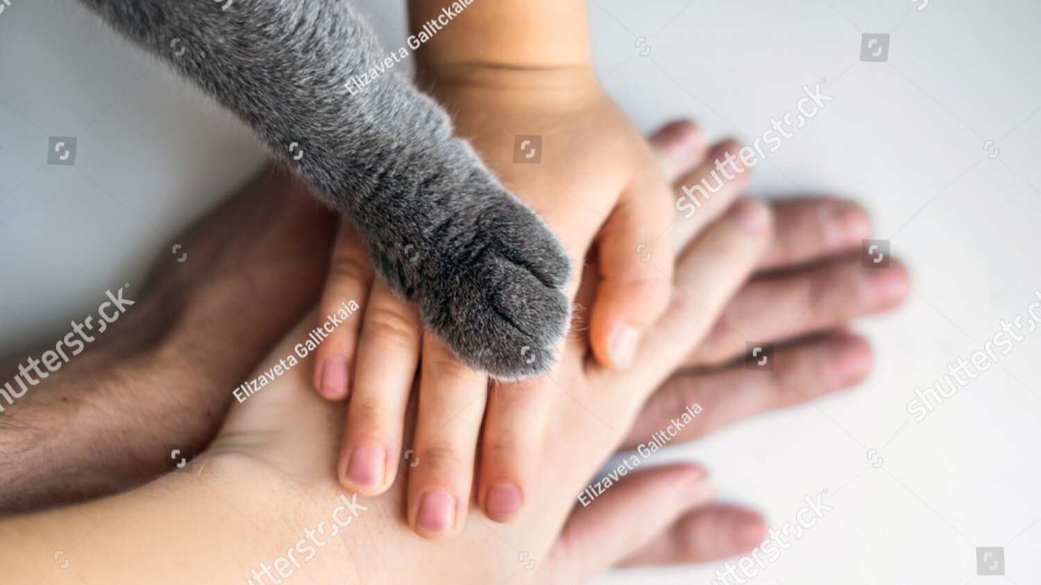 Petition · Protect the Rights of Pets and Wildlife: A Call for Stronger ...