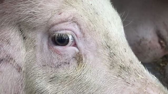 Petition · FDA/USDA Approved "Humanely Raised" Label on Meat Products ...