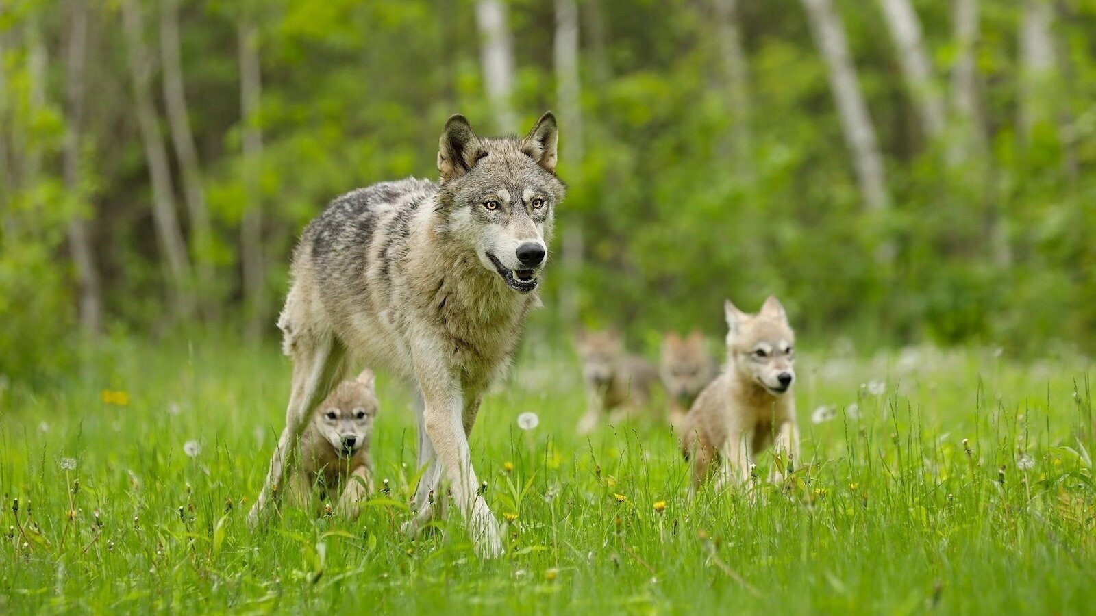 Petition · Reintroduce Wolves into the UK to Restore the Natural ...