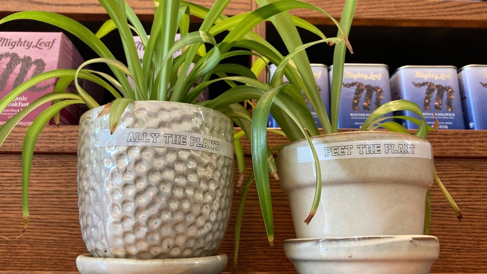 Petition · Save Bollinger Canyon Peet's Coffee Plants from Removal ...