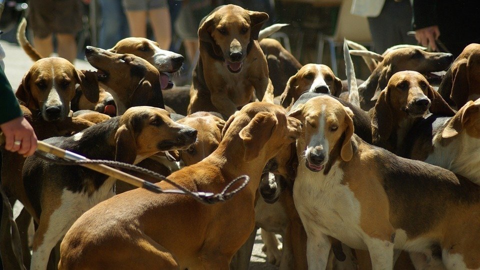 Petition · Stop the Hound Hunt (Warwick, NY) - Warwick, United States ...