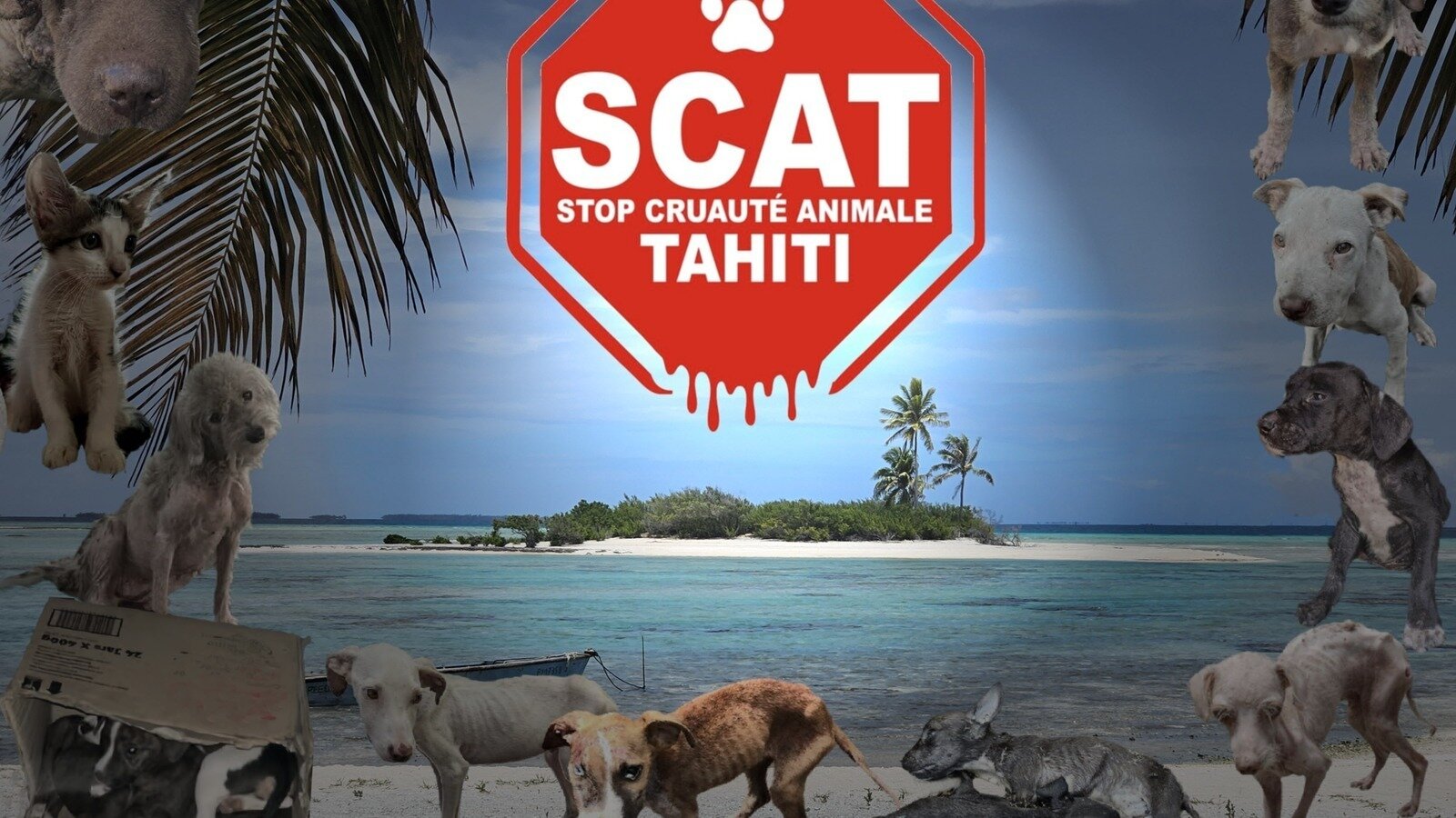 Pétition · Stop à la cruauté animale / Stop animal cruelty - Polynésie ...
