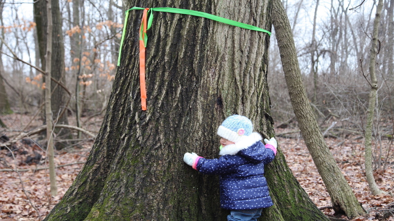 Petition · VA: Accept Offer to Preserve Old-Growth Forest in ...