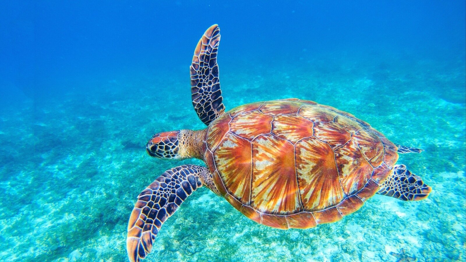 Petition · Protect Green Sea Turtles to Preserve Our Ocean Ecosystem ...