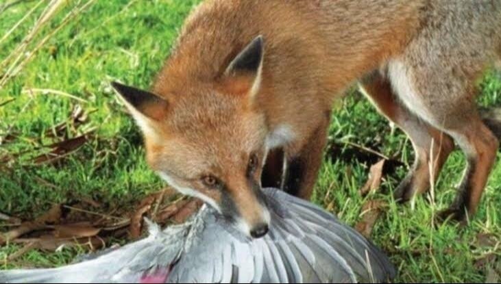 Petition · Urge Knox City Council to Implement Feral Fox Control Measures - Australia · Change.org