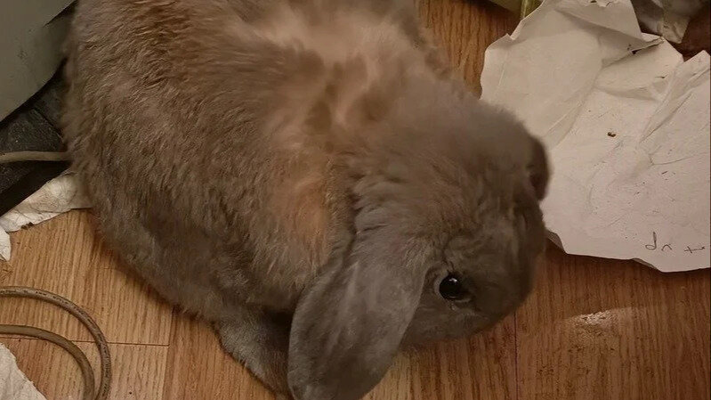 Petition · Demand Justice for Cruelly Treated Rabbit Mango by Callous ...