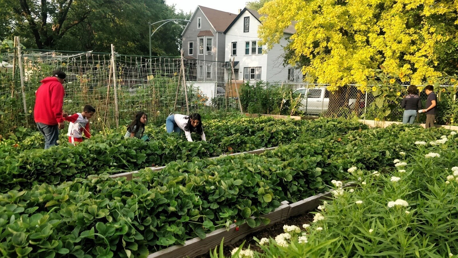 Petición · GRANJA URBANA: Support the Establishment of an Urban Farm in ...