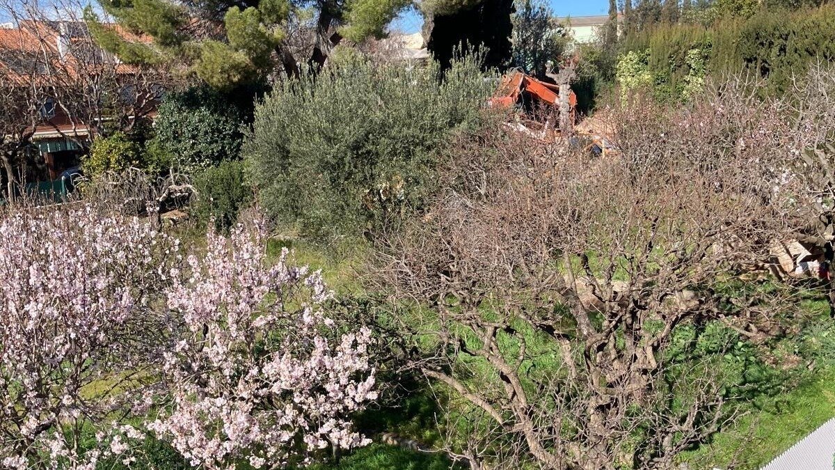 Petición · ¡Salvemos los árboles del Carrer Ramon Casas! No a la tala ...