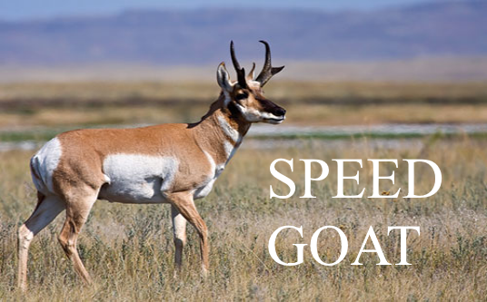 Petition · Change the name of Pronghorn Antelope to Speed Goat - United ...