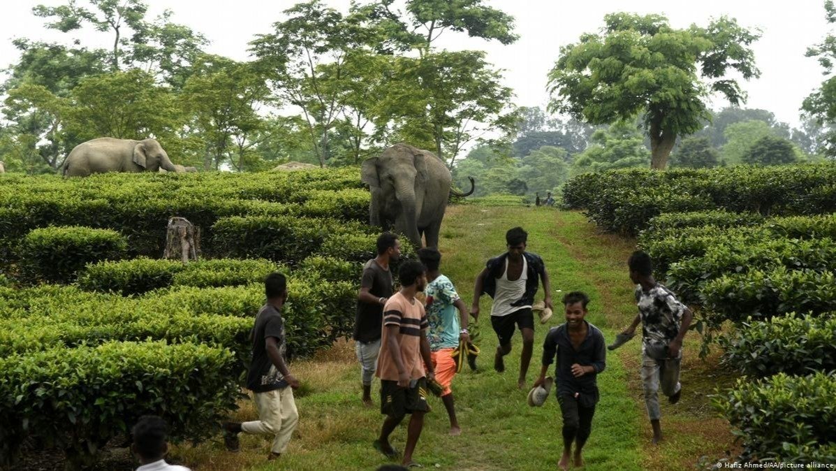 Petition · A Call to Address Human-Elephant Conflict in India - India ...