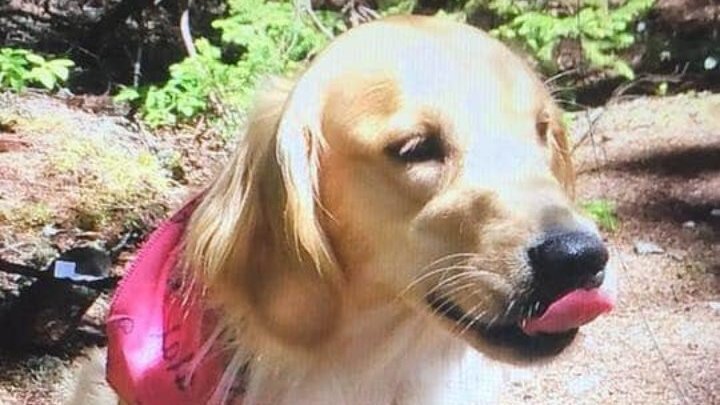 Petition · Corie Watson Mental Health Support - Canada · Change.org