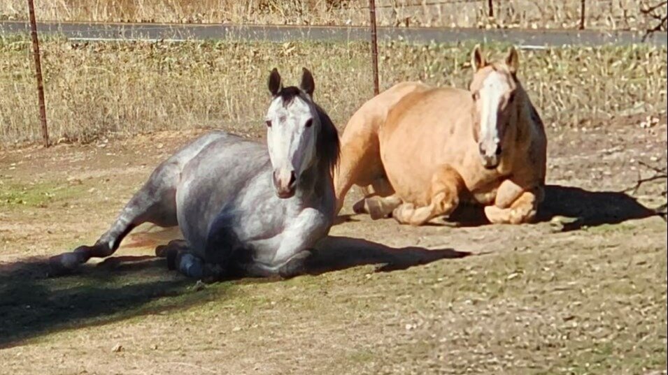 Petition · Ban registration for horses with genetic diseases in the ...