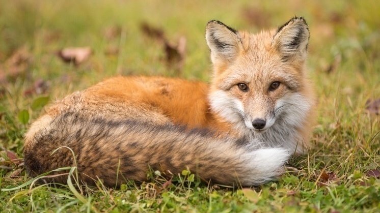 Petition · Get a Fox - United States · Change.org