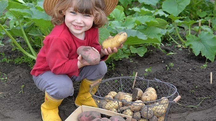 La Taxe Sur Les Potagers En Vigueur Des 2021