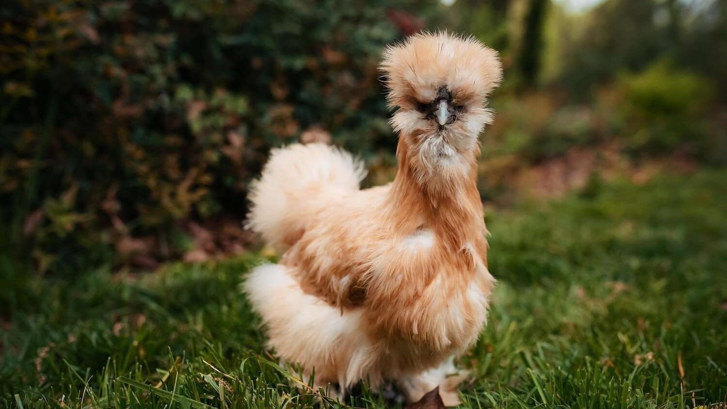 Petition · Backyard Chickens for New Whiteland - New Whiteland, United ...