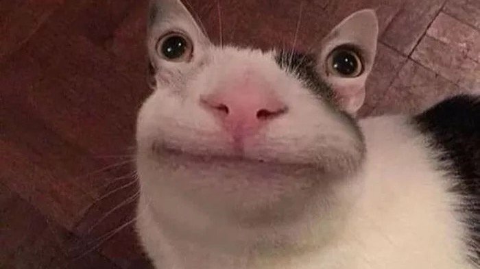 Petition · ttv/rajgun_123 Shirtless Fifa stream - India · Change.org