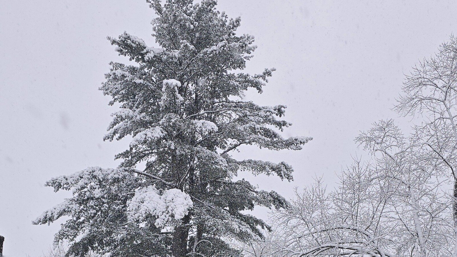 Petition · Undertake Urgent Removal of Hazardous Pine Tree - Keene ...