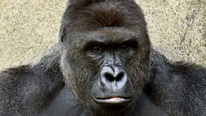 Petition · Make a memorial for Harambe. - United States · Change.org