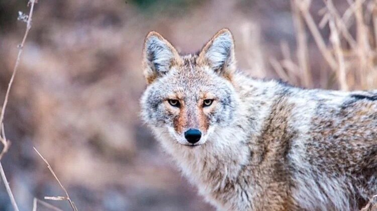 Petition · Expand our Missouri Night Hunting Season - United States ...