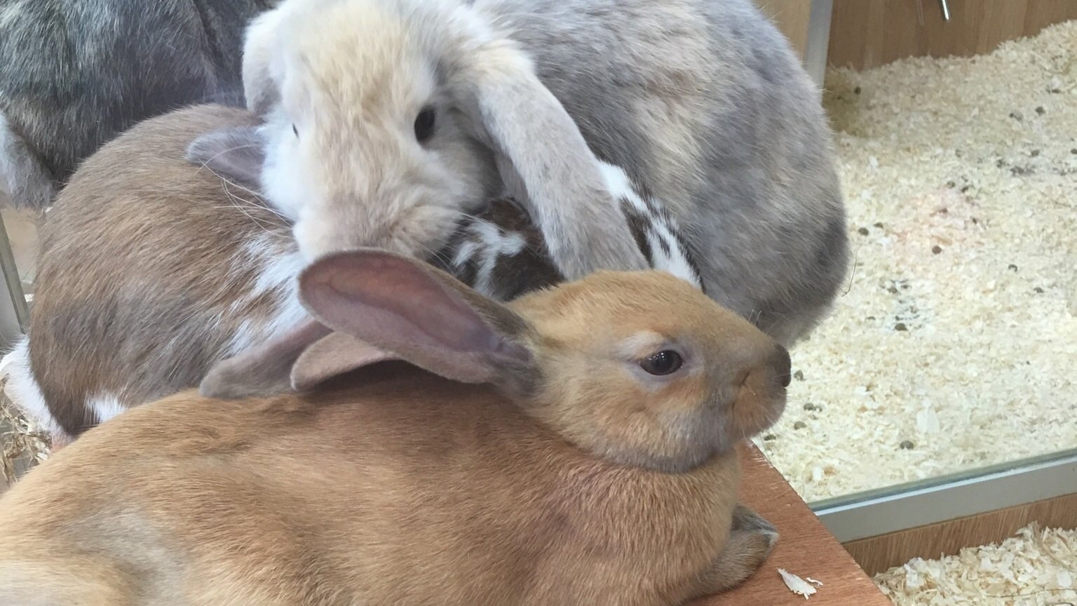 Petition · Bring Shame to Companies Testing on Animals - United Kingdom ...