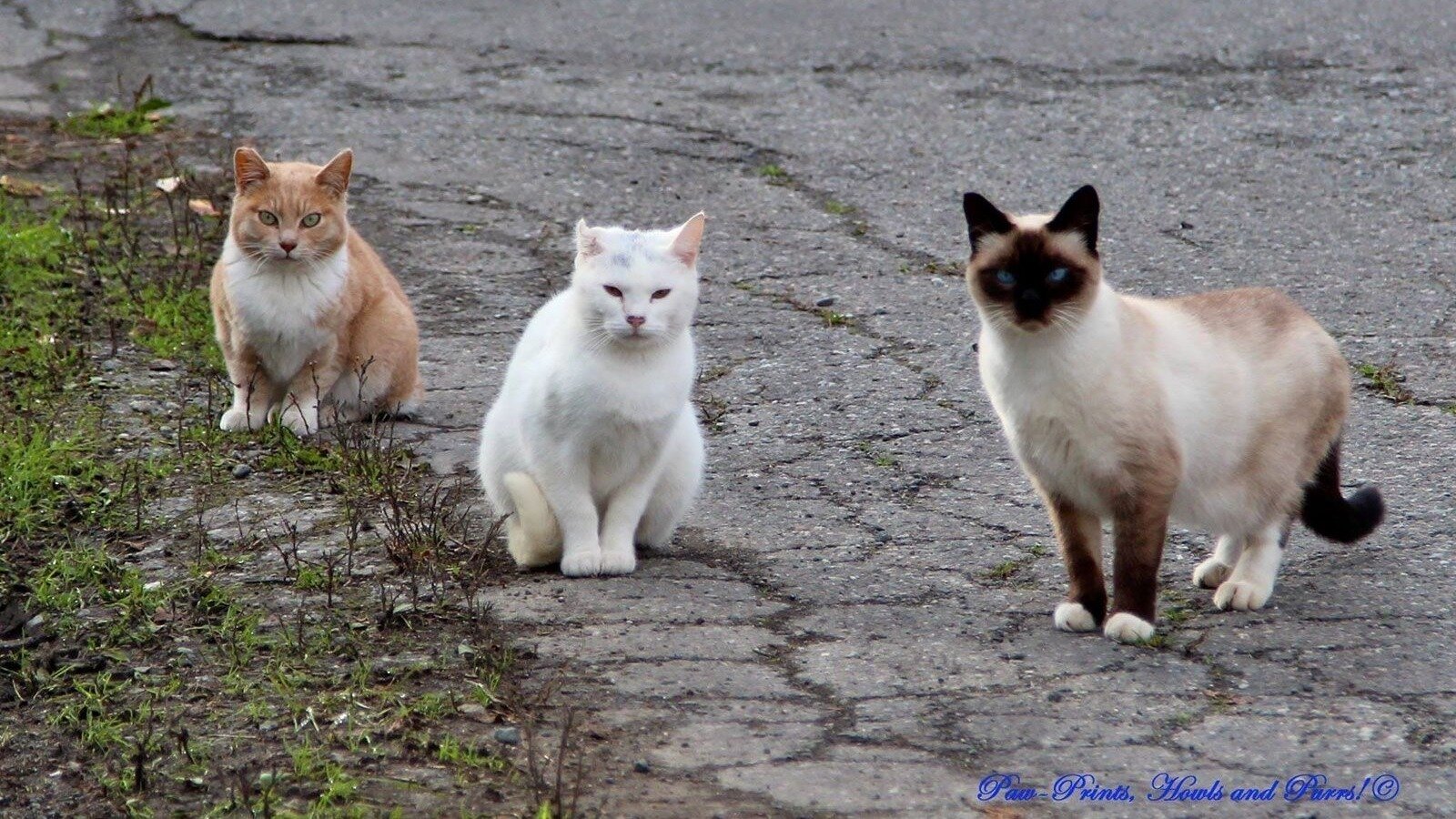 Petition · Promote the Importance and Care of Cats - Philippines ...