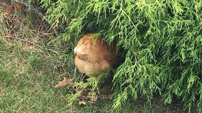 Petition · Stop the Marlboro Chicken Uprising - Marlboro Township ...
