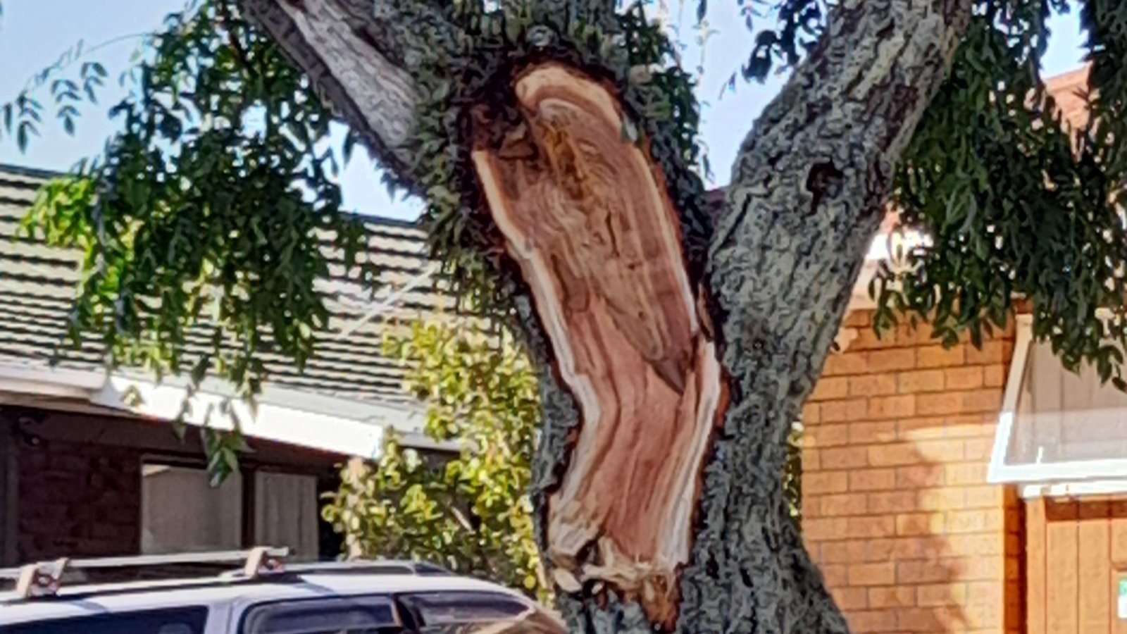 Petition · Remove & replace the Melia Azedarach trees on all Pukekohe ...