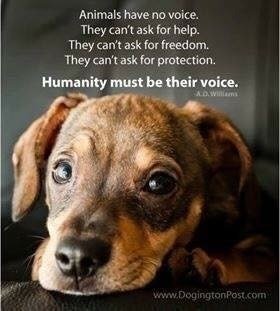 Petition · Appeal to Keralite street-dog haters to refrain from ...