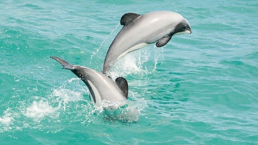 Petition · Help Hector's Dolphins! - New Zealand · Change.org