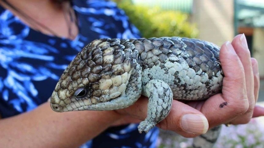 Petition · Allow captive bred reptiles to be exported to the US from ...