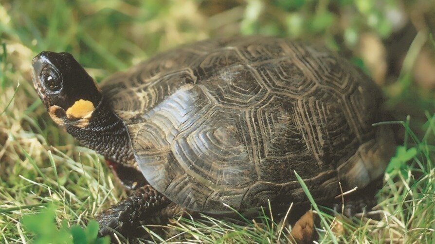 Petition · Save the Bog Turtle - United States · Change.org