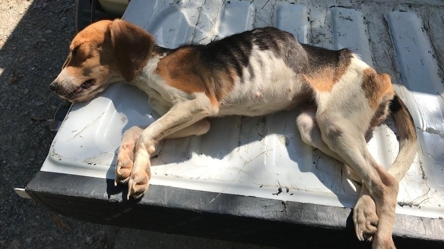 Petition · animal abuse - Philippines · Change.org