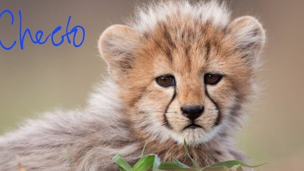 Petition · Rename baby Cheetahs to Cheetos - United States · Change.org