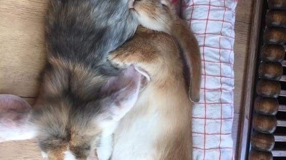 Petition · Help Sadie to adopt bunnies! - United States · Change.org
