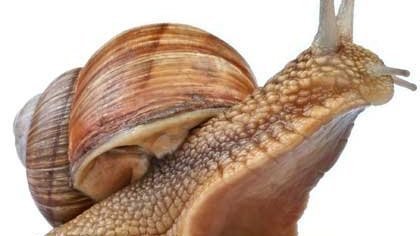 Petition · Live Action. Turbo. enough said - real snails, real engines ...
