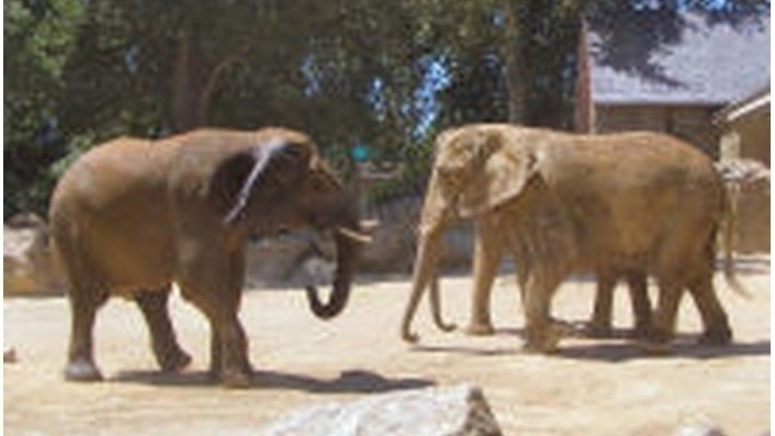 Petition · Bring the Elephants Back to the Philadelphia Zoo! - United ...