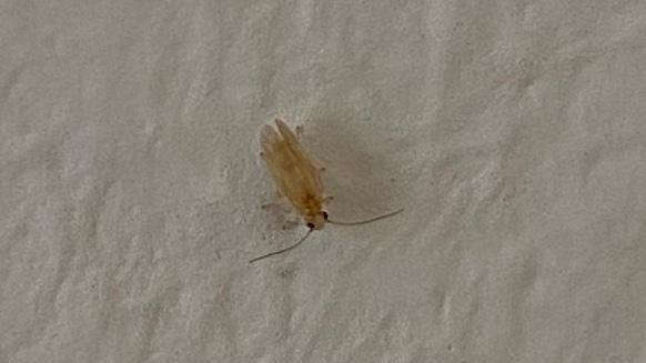Petition · Stop Book Lice / Mould Mites infections in Anchorvale's ...