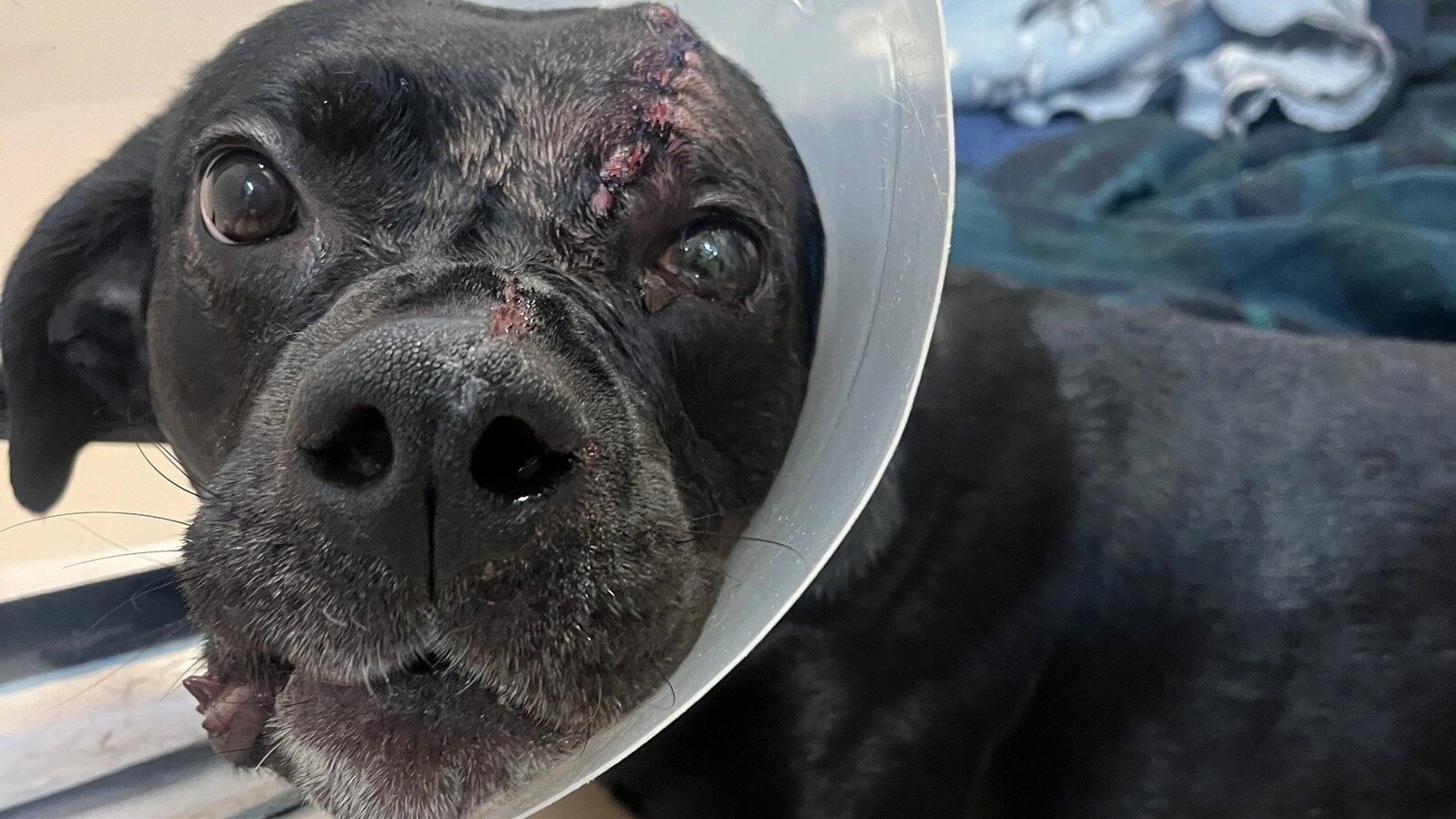 Petition · Ensure Justice for Maverick, the Dog Brutally Shot in ...