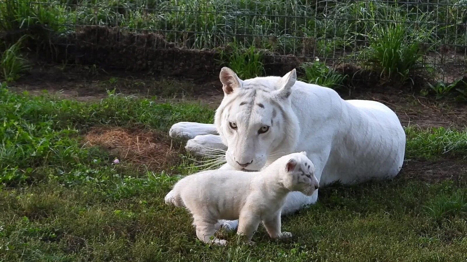 Petition · Save Shalom Wildlife Sanctuary - United States · Change.org