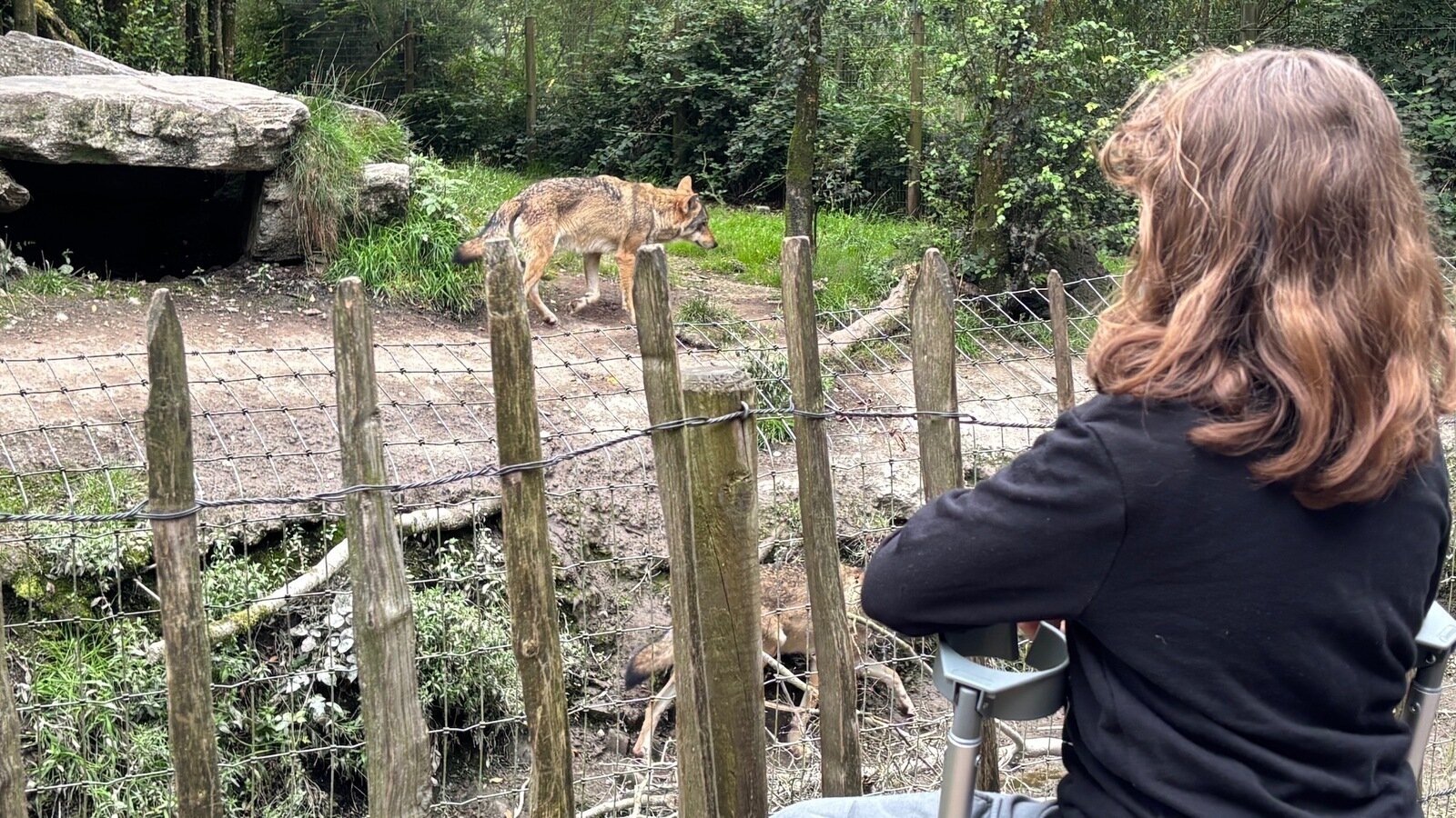 Petition · Reintroduce wolves to Ireland - Ireland · Change.org