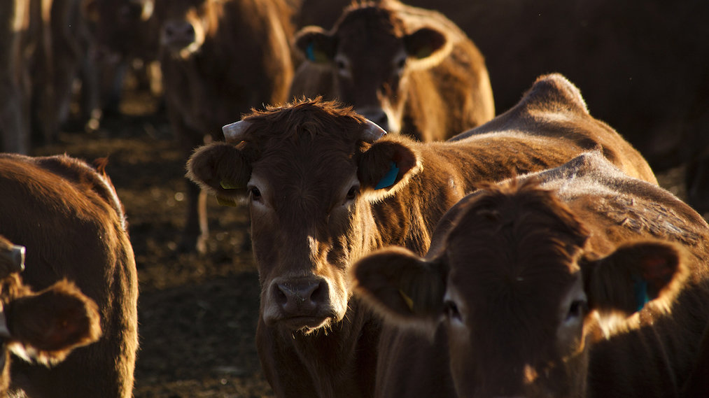 Petition · Bring Transparency to Big Ag! - United States · Change.org