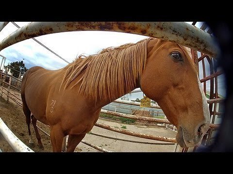 Petition · Stop the outrageous amount of horses being slaughtered in ...