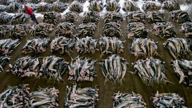 Petition · Stephen Harper: Stop Overfishing in Japan · Change.org