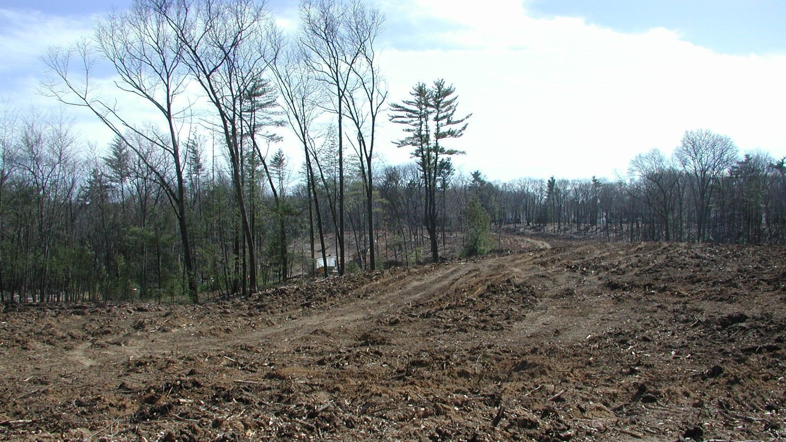 Petition · Stop deforestation in Canada! - Canada · Change.org