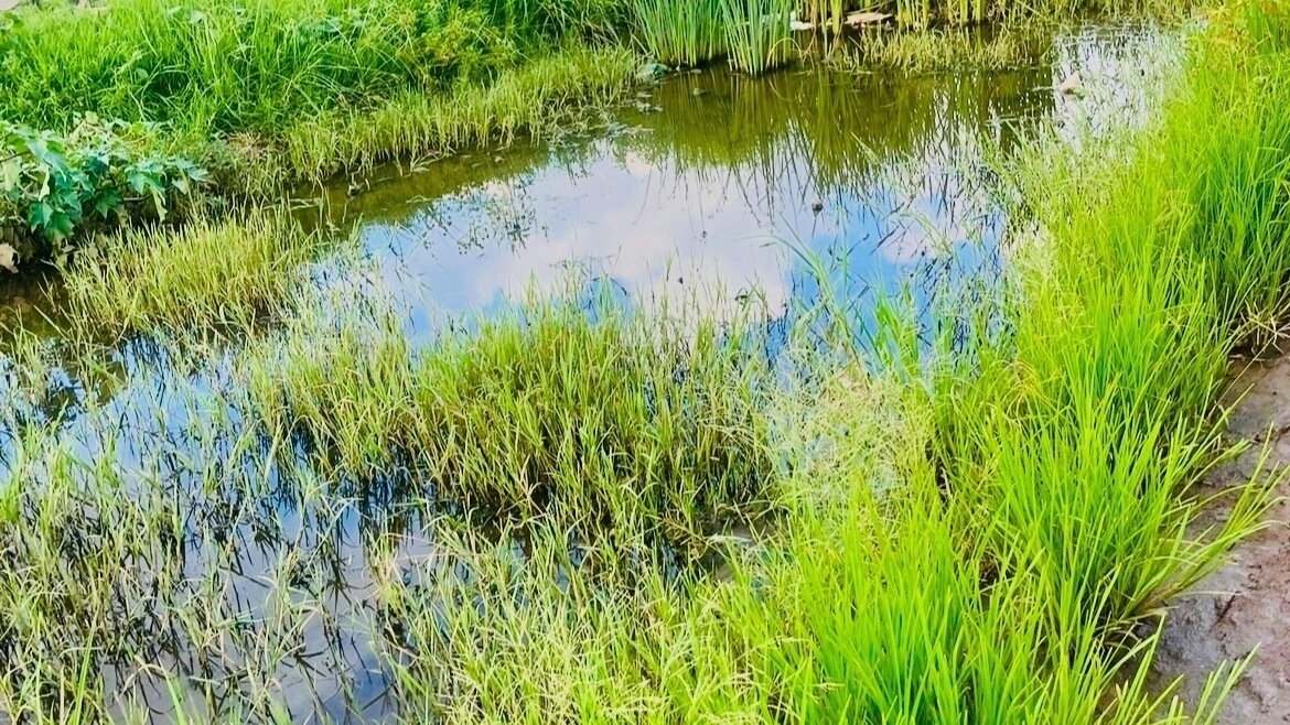 Petition · Fix Roads and Clear Sewage Spills in Tshepiso Phase 2 ...