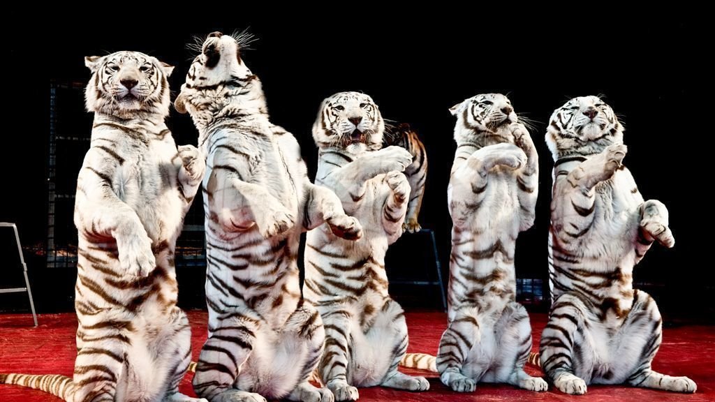 Petition · Dear Vicenta Pages: Stop Abusing Tigers - United States ...
