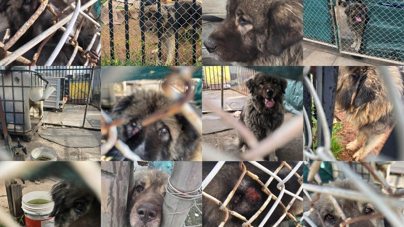 Petition · Save Neglected Dogs on Riverside Avenue, Werribee VIC ...